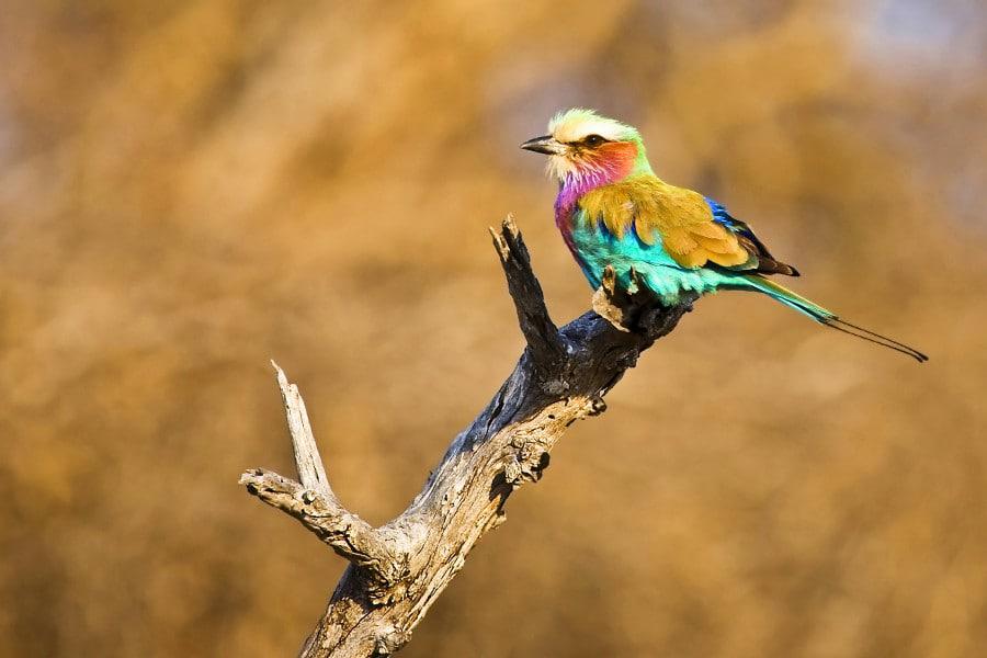 African Birds: The Good, The Bad And The Ugly – Southern Destinations