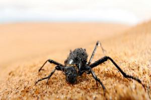 Namibia’s Incredible Desert Adapted Animals