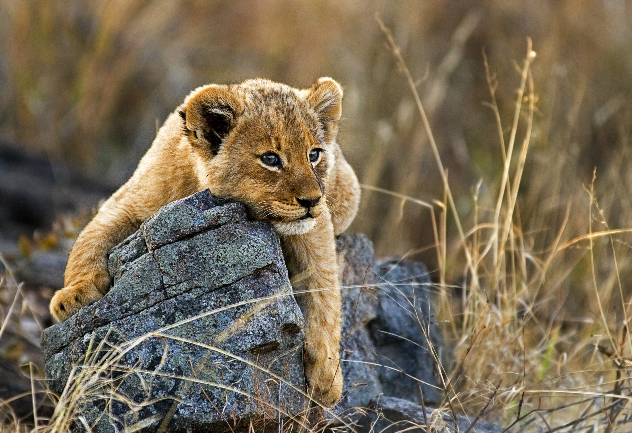 The "REAL" Safari Bucket List - Southern Destinations