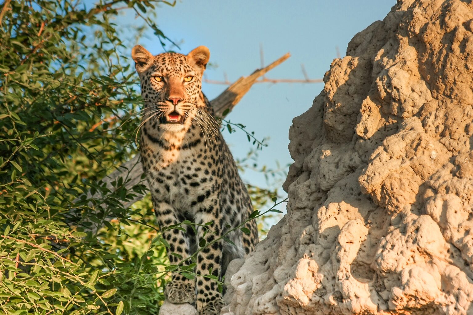 The "REAL" Safari Bucket List - Southern Destinations