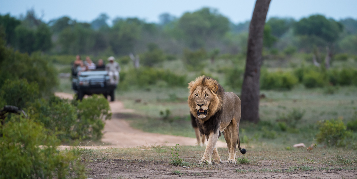 The “REAL” Safari Bucket List – Southern Destinations