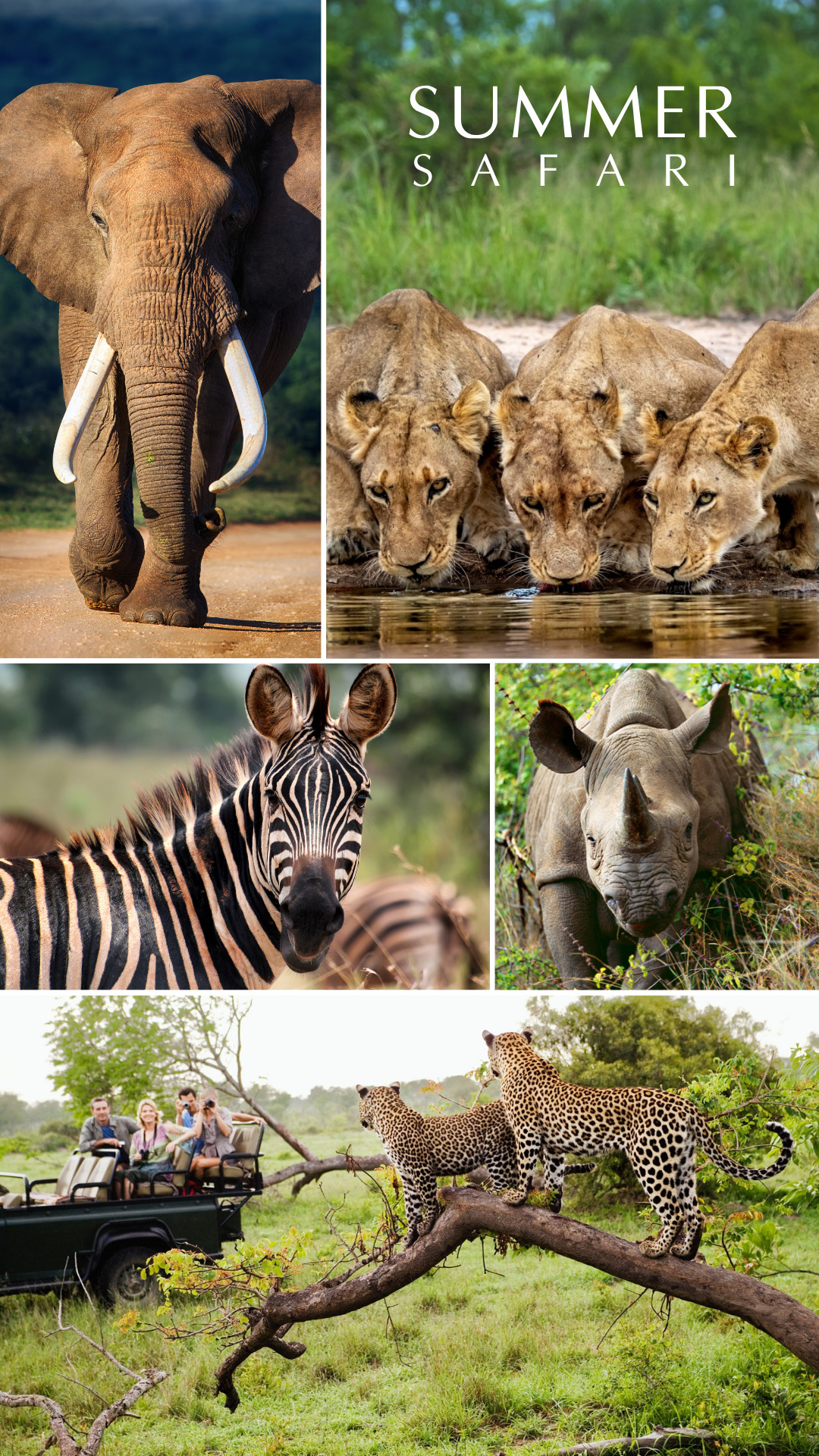 A visual safari calendar | African Safari Consultants